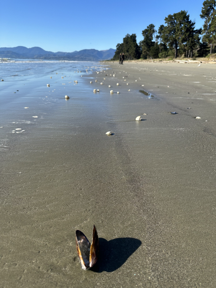 [김진환의 여행이야기-17]넬슨 모투로아 래빗 아일랜드(Moturoa Rabbit Island)